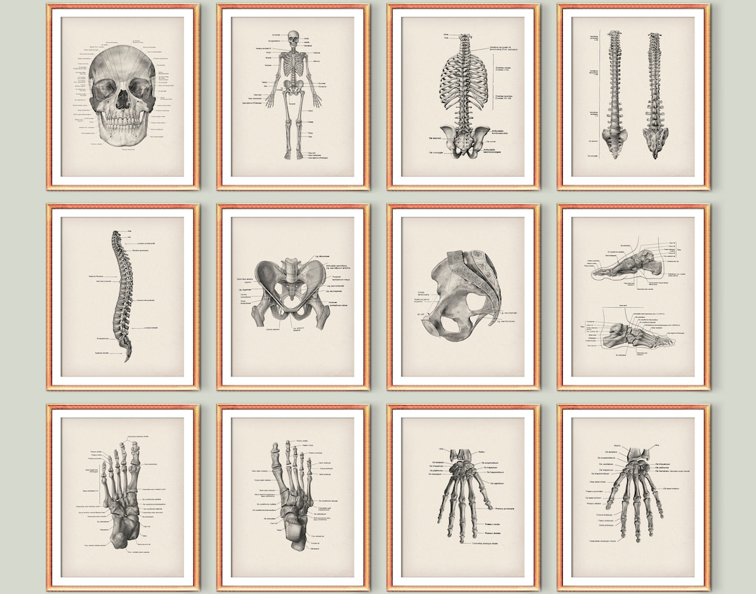 12 Anatomical Human Skeleton Art Posters Skeleton Anatomy Diagram ...