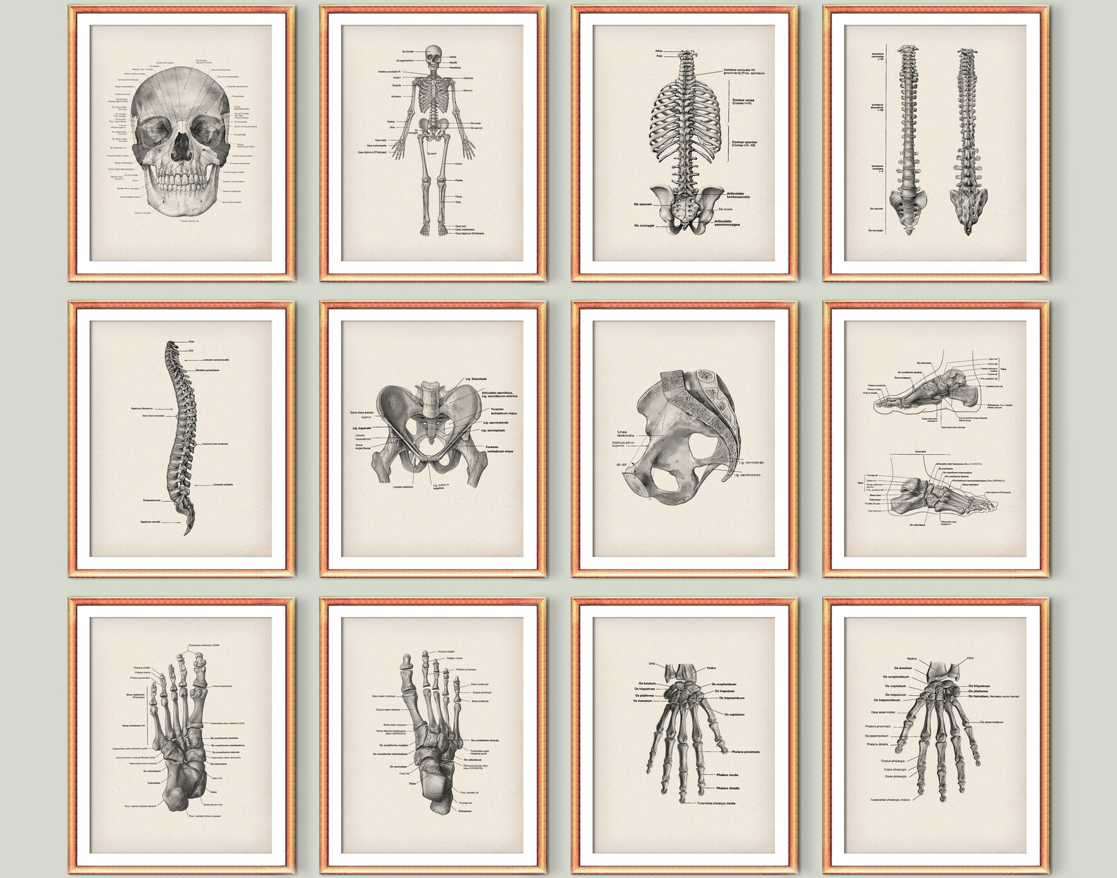12 Anatomical Human Skeleton Art Posters Skeleton Anatomy Diagram ...