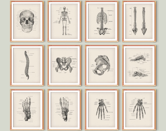 12 Anatomical Human Skeleton Art Posters Skeleton Anatomy - Etsy