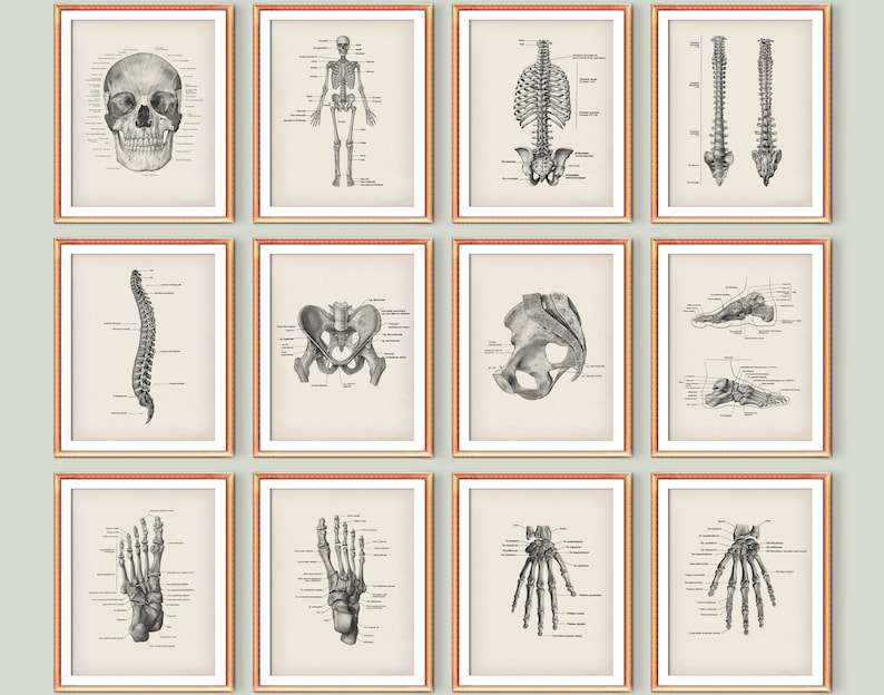12 Anatomical Human Skeleton Art Posters Skeleton Anatomy - Etsy