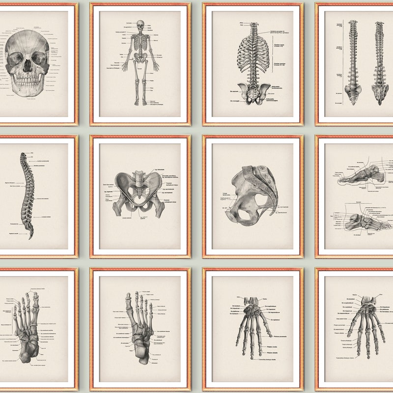 Skeleton Poster - Etsy