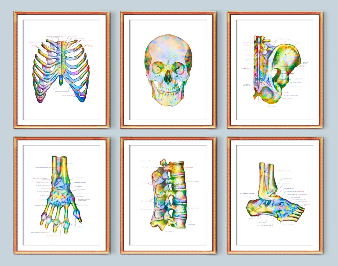 Set 6 of Orthopedic Anatomy Art Posters Osteopath Gift Human Skeleton ...