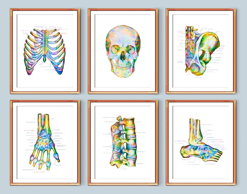Set 6 of Orthopedic Anatomy Art Posters Osteopath Gift Human - Etsy