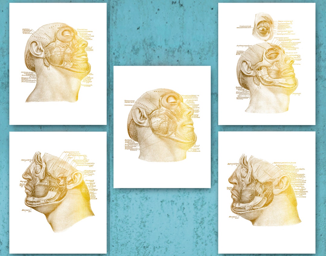 5 Gold Facial Anatomy Art Physiology Poster Face Muscles Medical Decor ...