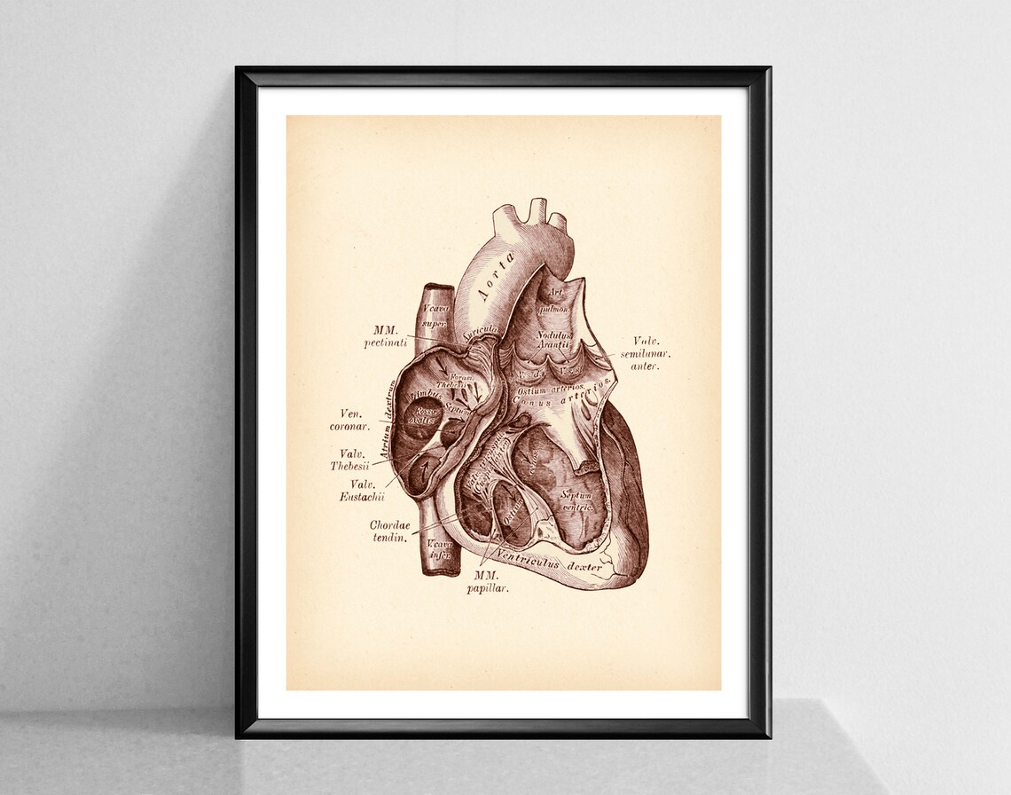 Cardiologist Decor Antique Anatomical Heart Vintage Heart - Etsy