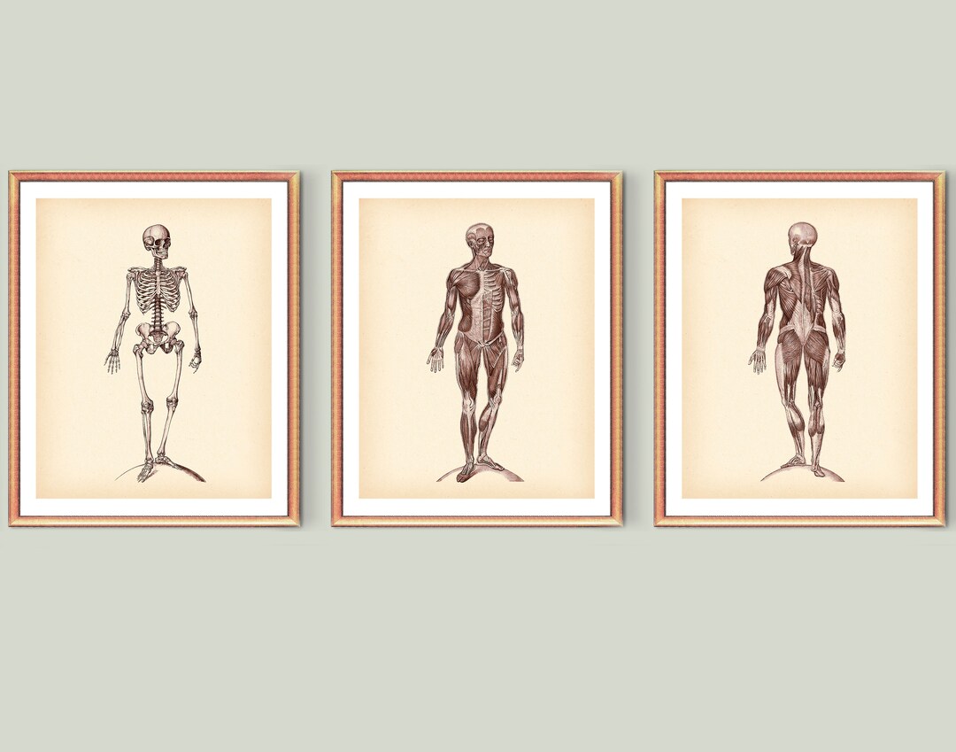 Vintage Anatomy Decor Human Anatomical Body Poster Skeleton Art Medical ...