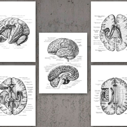 12 Anatomical Brain Posters Neurology Art Medical Decor Human - Etsy