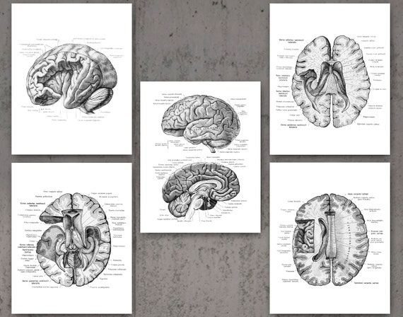 Neurology Art Anatomical Brain Poster Medical Decor | Etsy