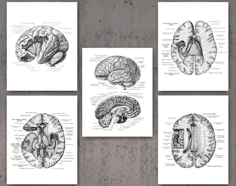 Neurology Art Anatomical Brain Poster Medical Decor | Etsy