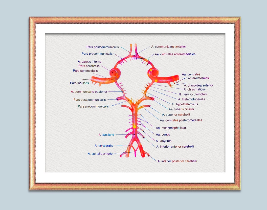 Brain Arterial Circle Poster Circle of Willis Art Print Cerebral ...