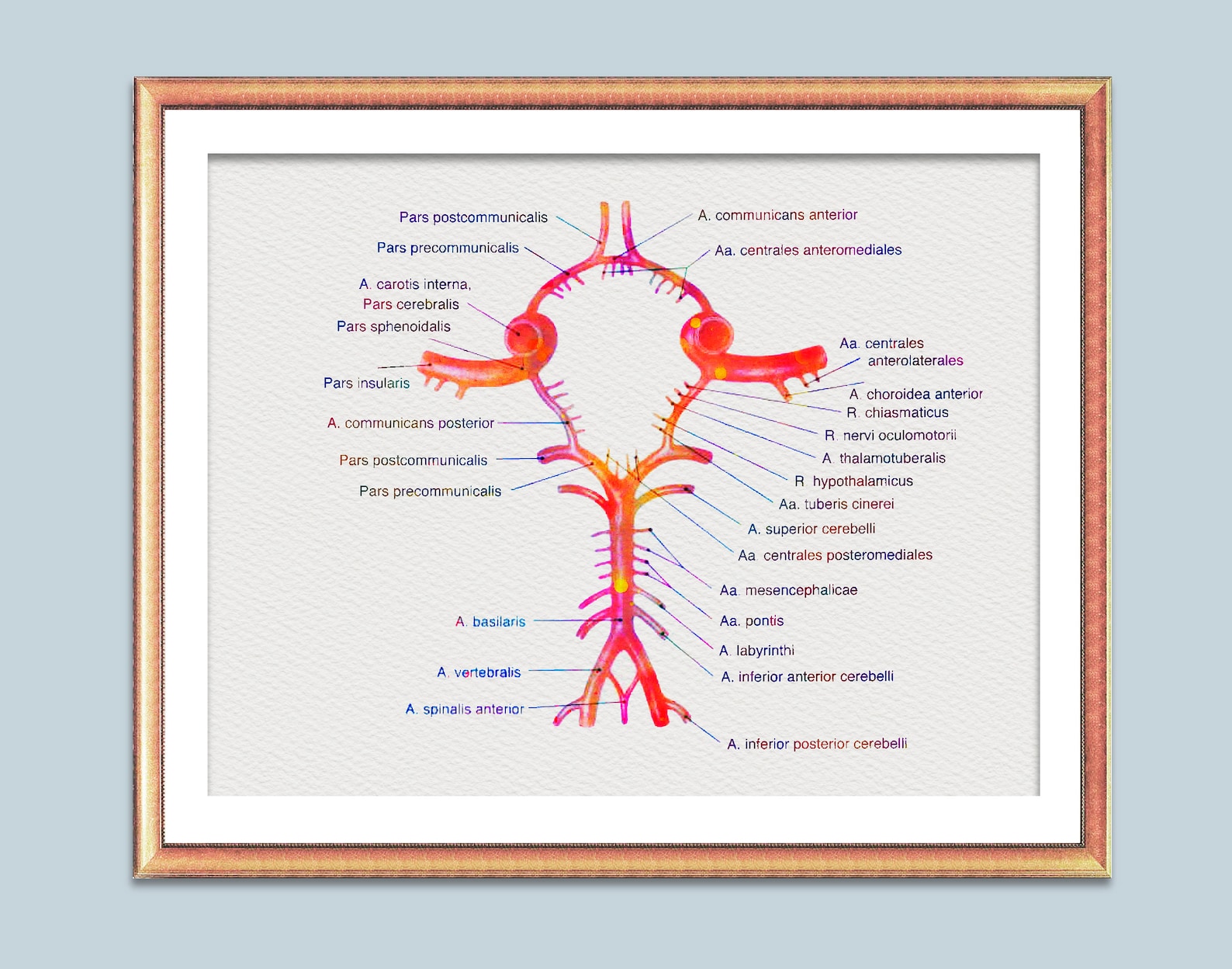 Brain Arterial Circle Poster Circle of Willis Art Print Cerebral ...