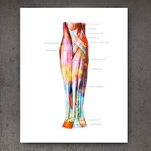 8 Anatomical Hand Muscular System Art Arm Muscles Poster Medical Art ...