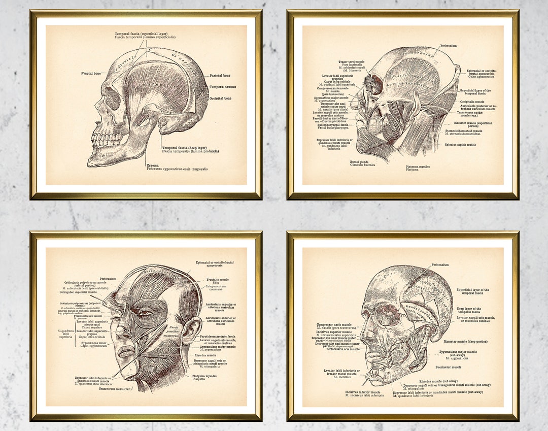 Face Muscles Anatomy Vintage Poster Plastic Surgeon Office Decor ...