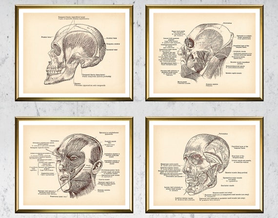 Face Muscles Anatomy Vintage Poster Plastic Surgeon Office | Etsy