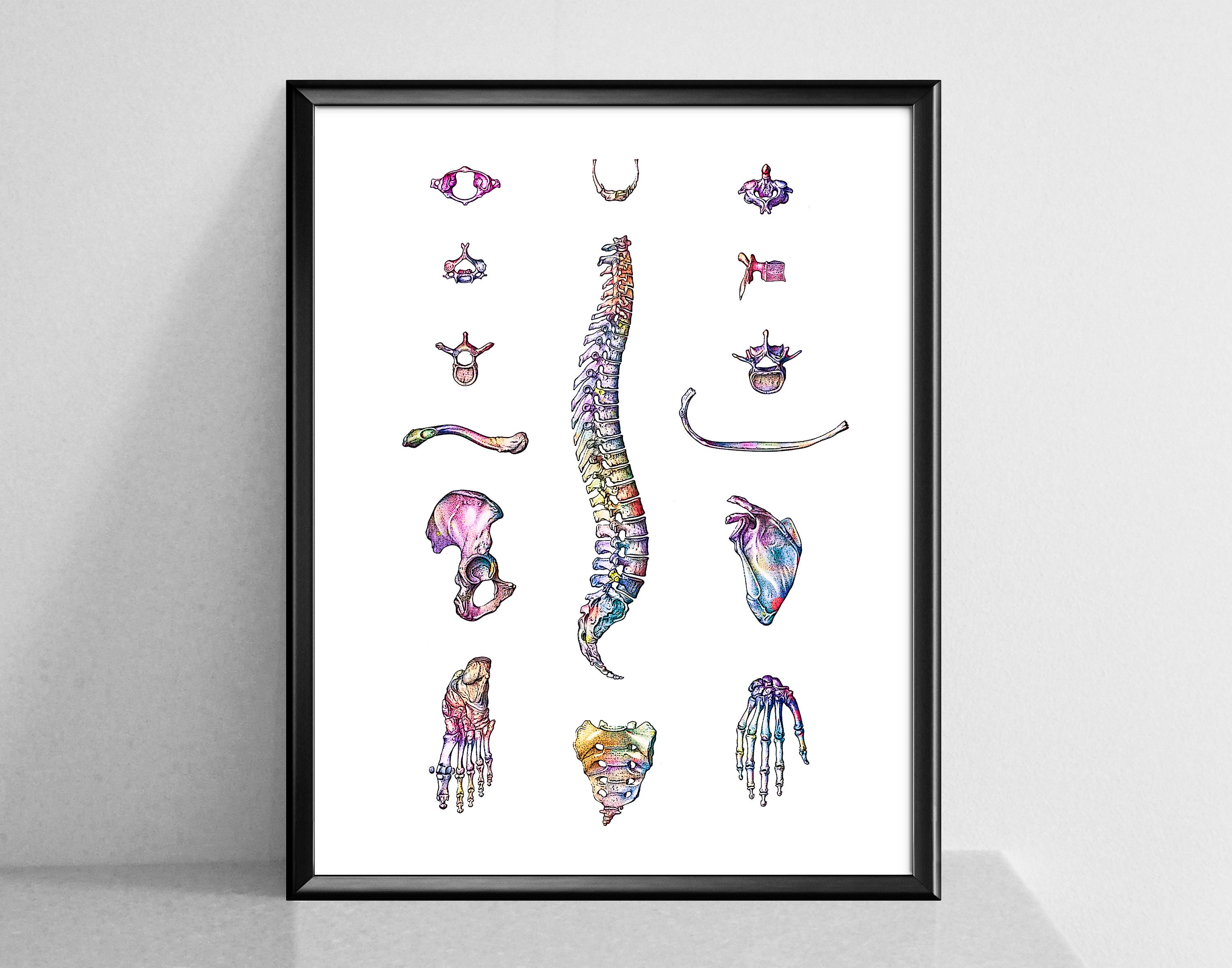 Human Anatomy Watercolor Print Set of 6 Skeletal Bones | Etsy