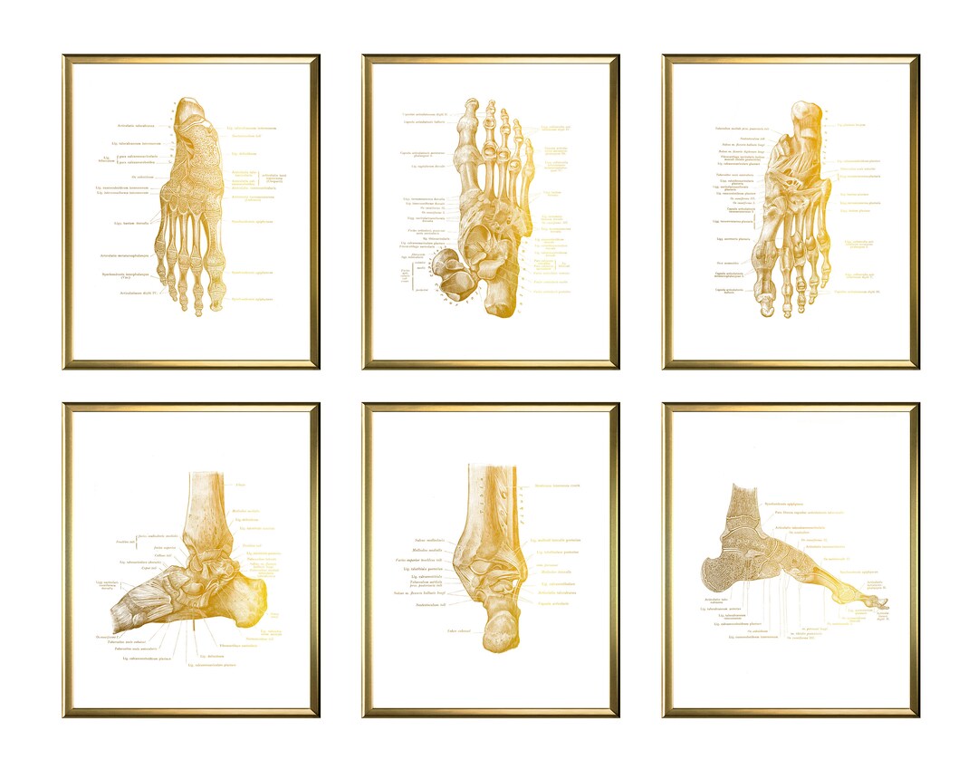 Gold Foot Bones Anatomy Art Set of 6 Podiatry Art Medical Poster ...
