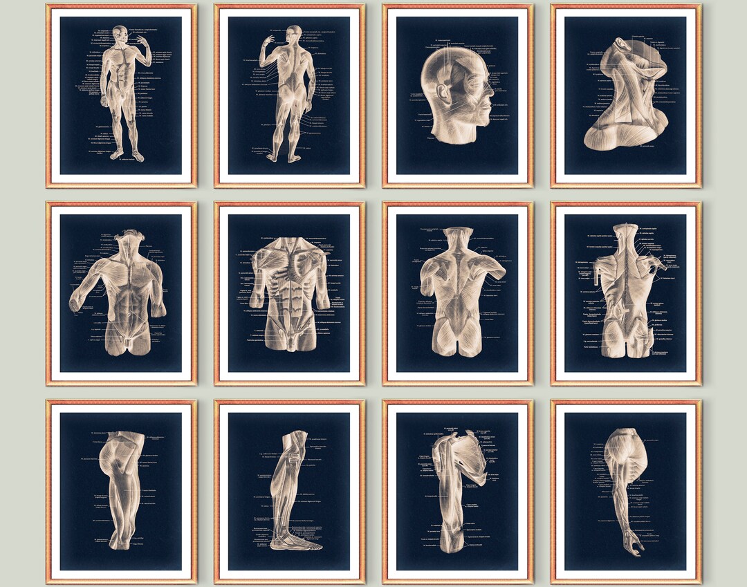 12 Physiology of Human Muscular System Art, Skeletal Muscles Poster ...