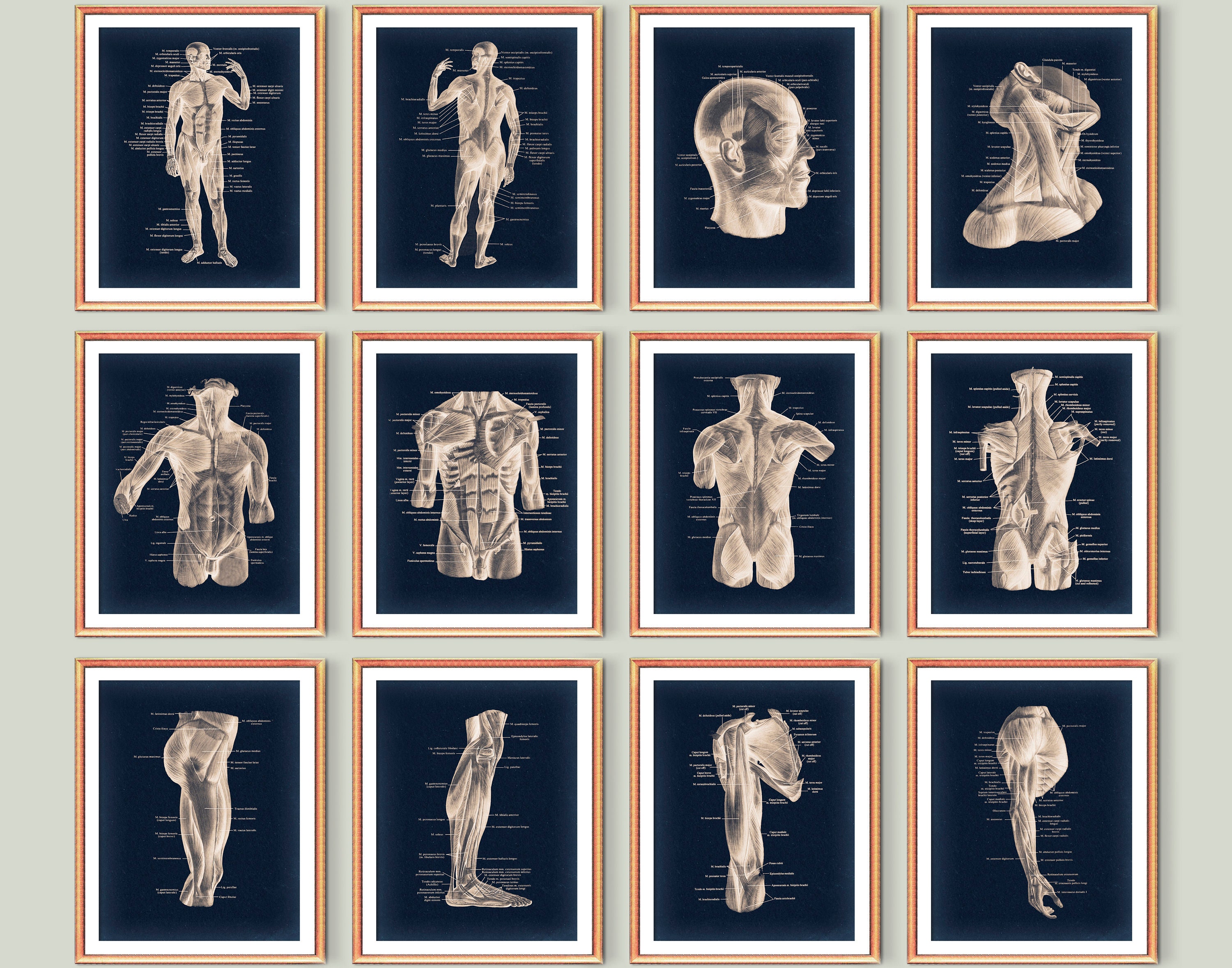 12 Physiology of Human Muscular System Art Skeletal Muscles - Etsy