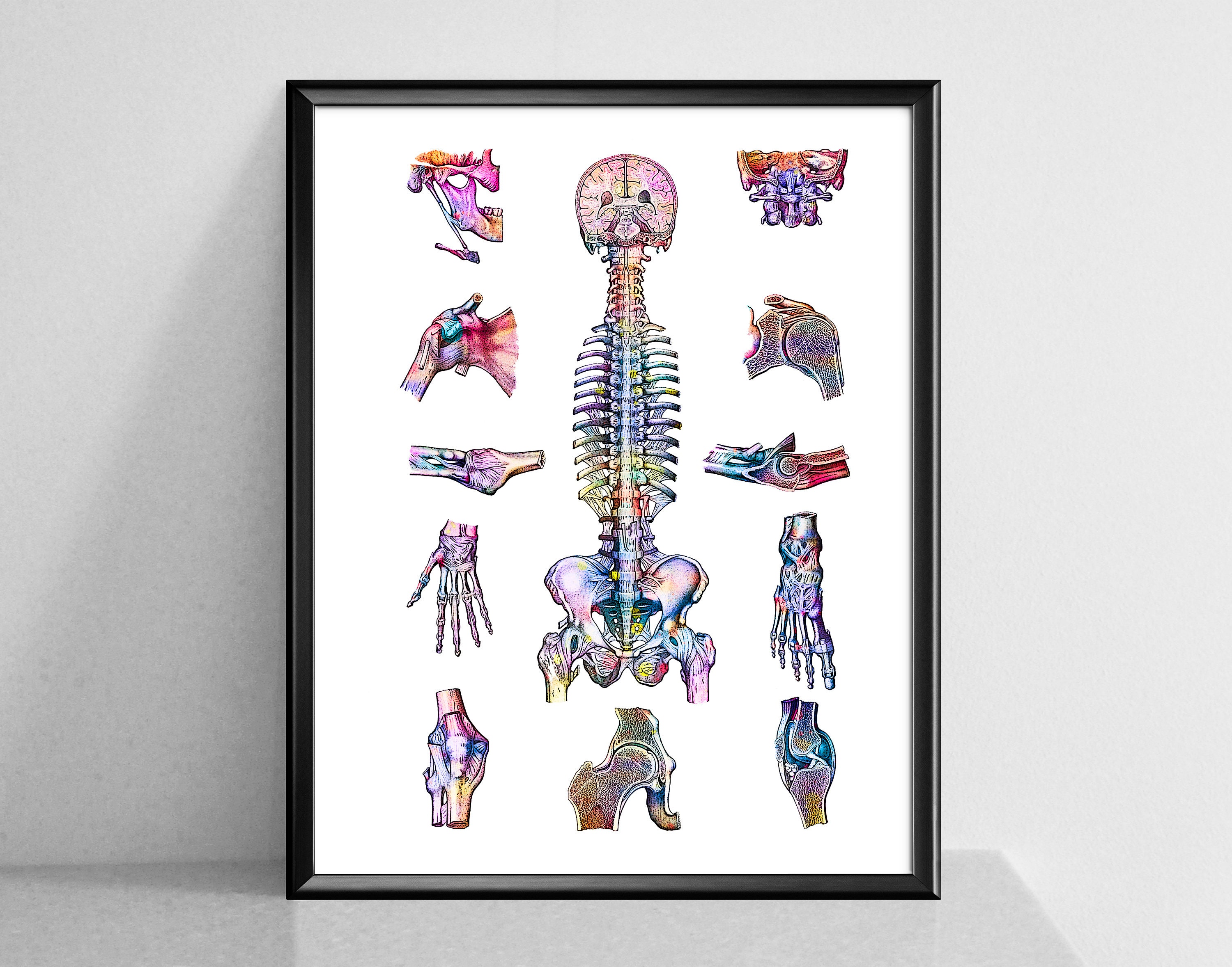 Human Anatomy Watercolor Print Set of 6 Skeletal Bones | Etsy