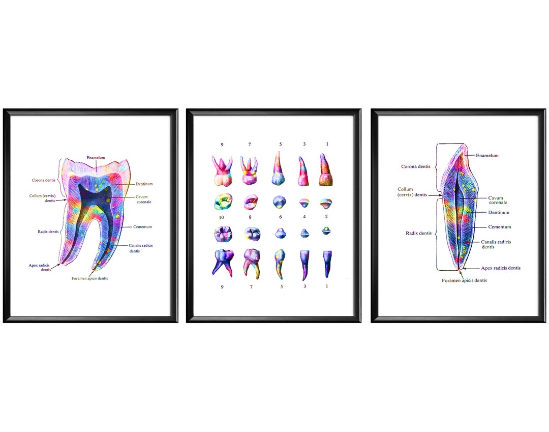 Dentist Art Watercolor Tooth Anatomy Poster Dental Anatomy Orthodontist ...