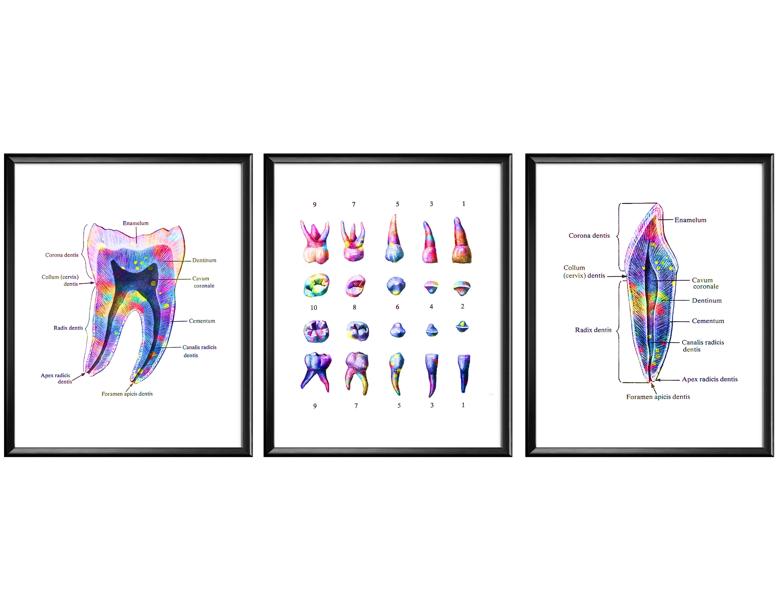 Dentist Art Watercolor Tooth Anatomy Poster Dental Anatomy - Etsy