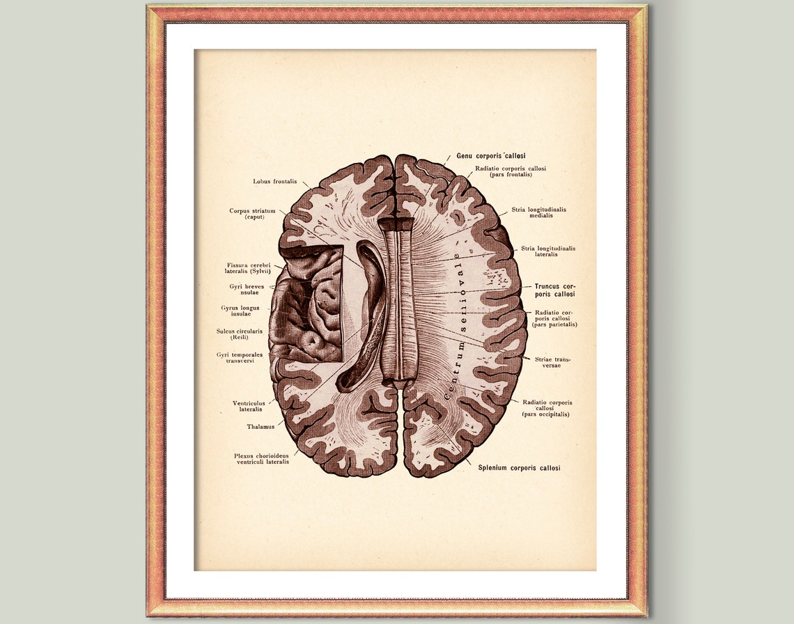 4 Anatomical Brain Posters Vintage Anatomy Art Neurology Art - Etsy