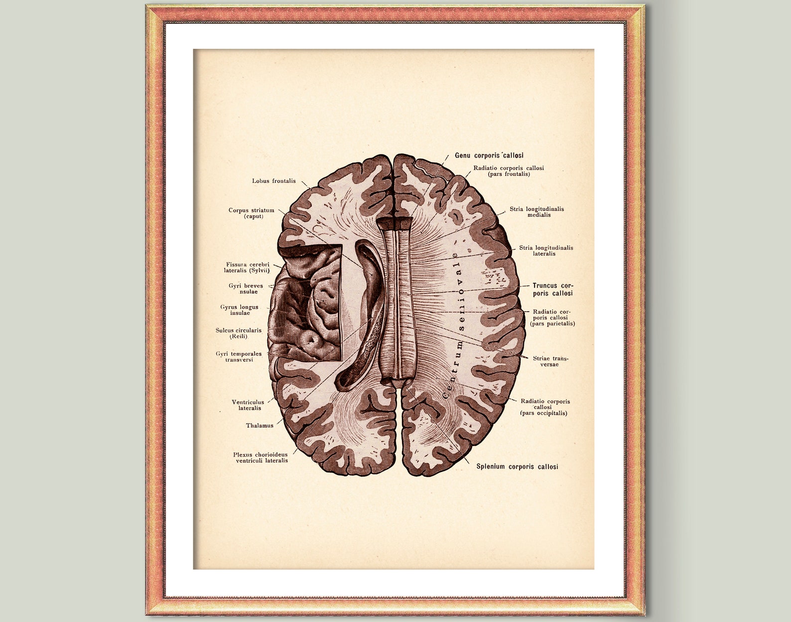 4 Anatomical Brain Posters Vintage Anatomy Art Neurology Art - Etsy