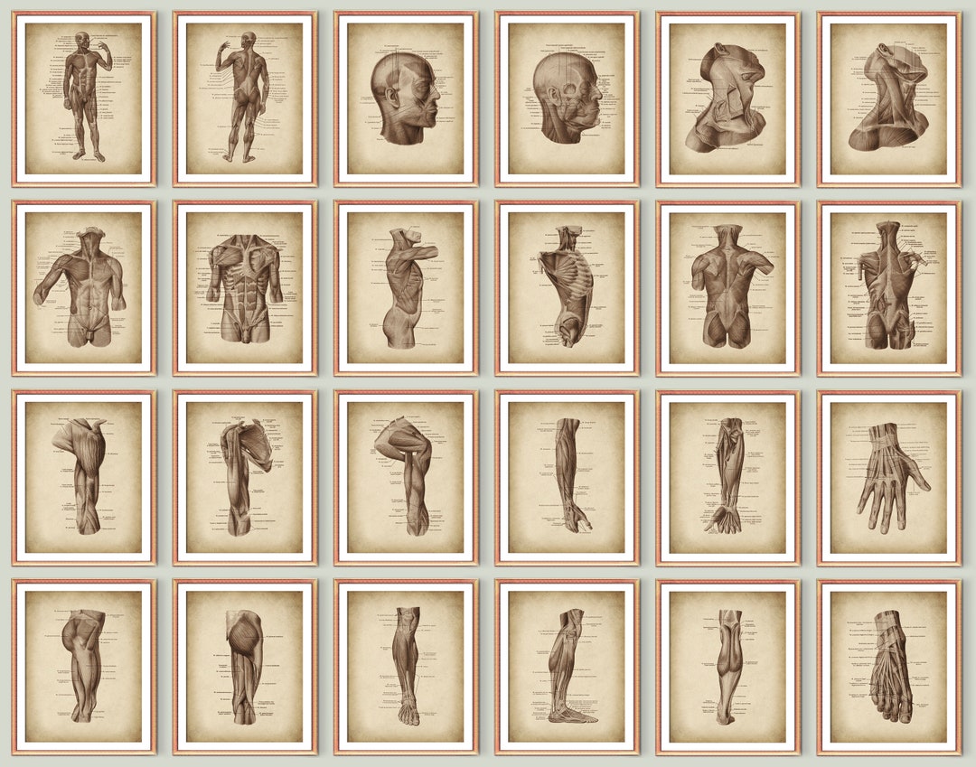 Set 24 Vintage Muscular Anatomy Posters Human Anatomy Art Antique ...
