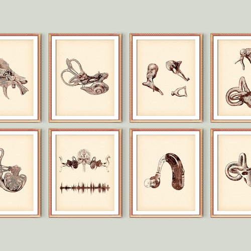 8 Audiology Art Prints Anatomical Inner Ear Vintage Poster - Etsy