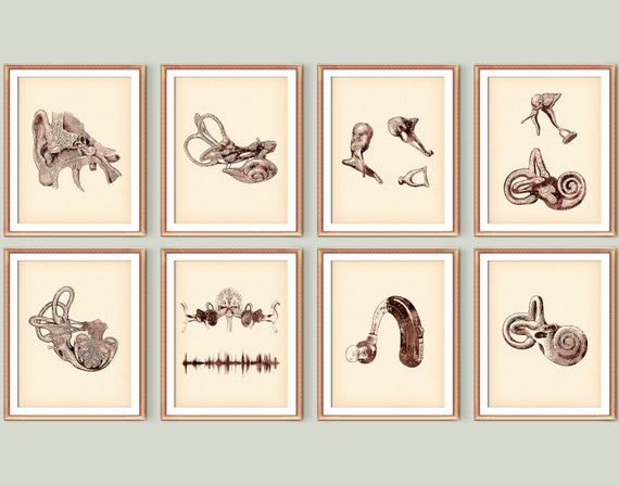 8 Audiology Art Prints Anatomical Inner Ear Vintage Poster - Etsy