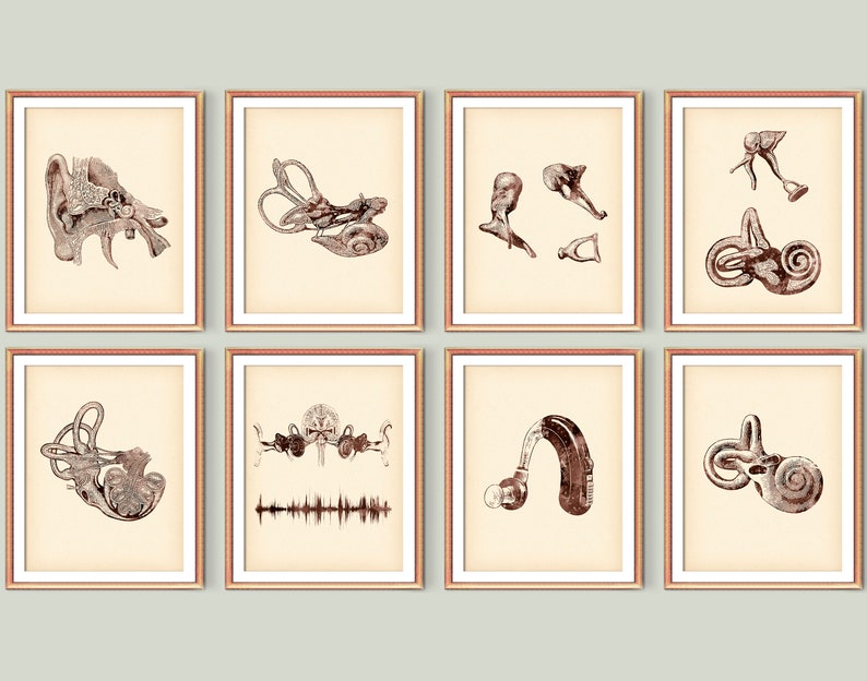 8 Audiology Art Prints Anatomical Inner Ear Vintage Poster - Etsy