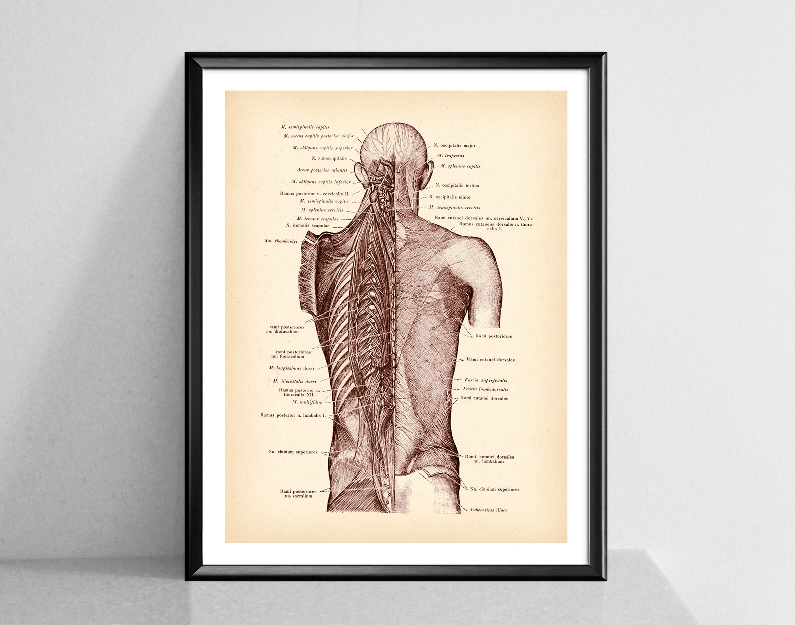 Neurologist Gift Antique Anatomy Poster Neurology Art - Etsy
