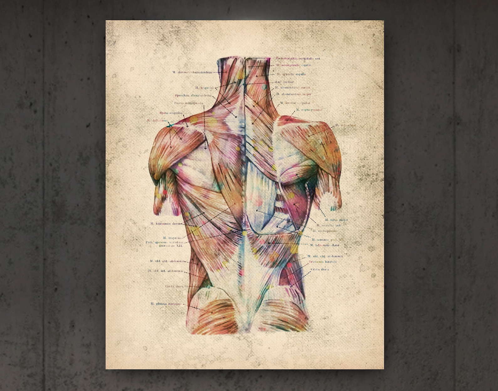 Human Muscular System Anatomy Vintage Poster Torso Muscles Print Doctor ...