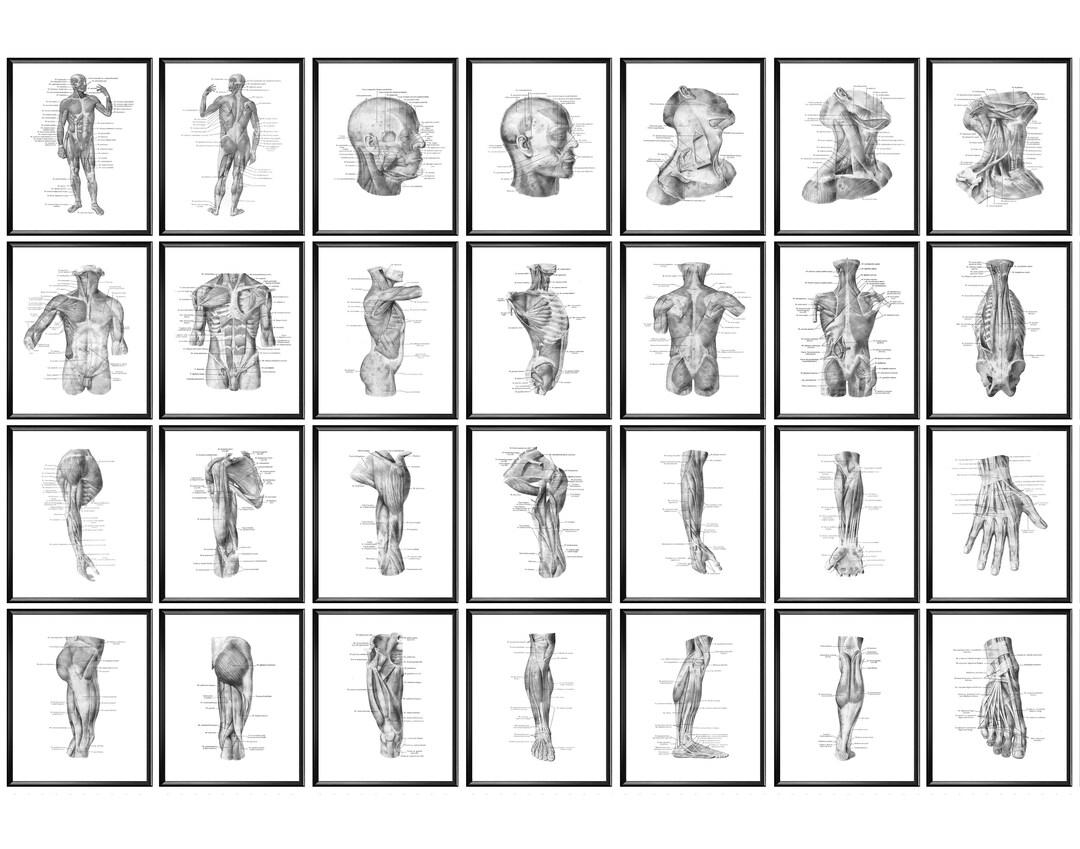 Anatomy of Skeletal Muscles Poster Set 28, Human Muscular System ...