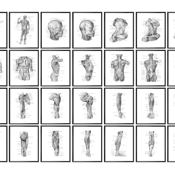 Muscular System Poster - Etsy