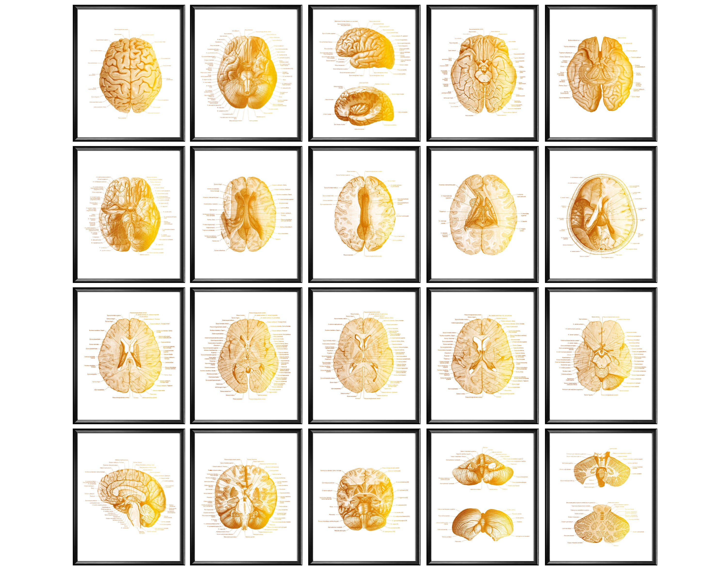 20 Gold Anatomical Brain Posters Neuroscience Art Neurology Poster ...