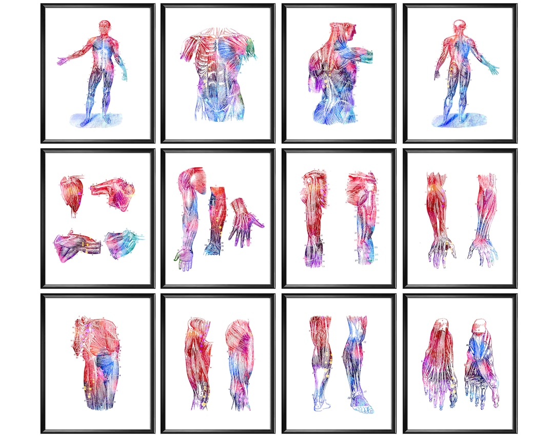 12 Anatomy Art Posters Physical Therapy Art Muscle Art Human Physiology ...