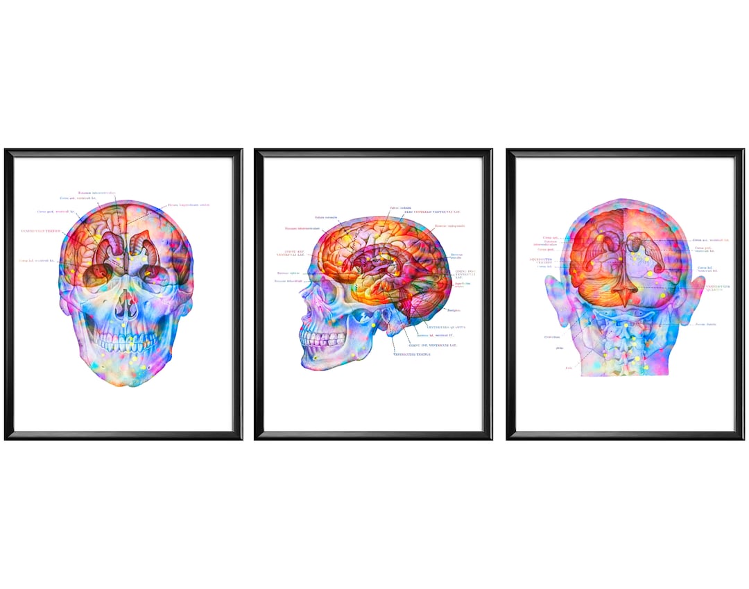 Cranio Cerebral Topography Poster Human Brain Anatomy Art Anatomical ...