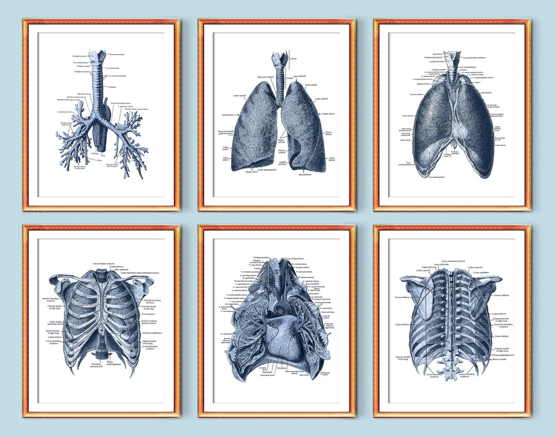 Lungs Anatomy Poster Set 6 Respiratory System Bronchial Tree Art ...
