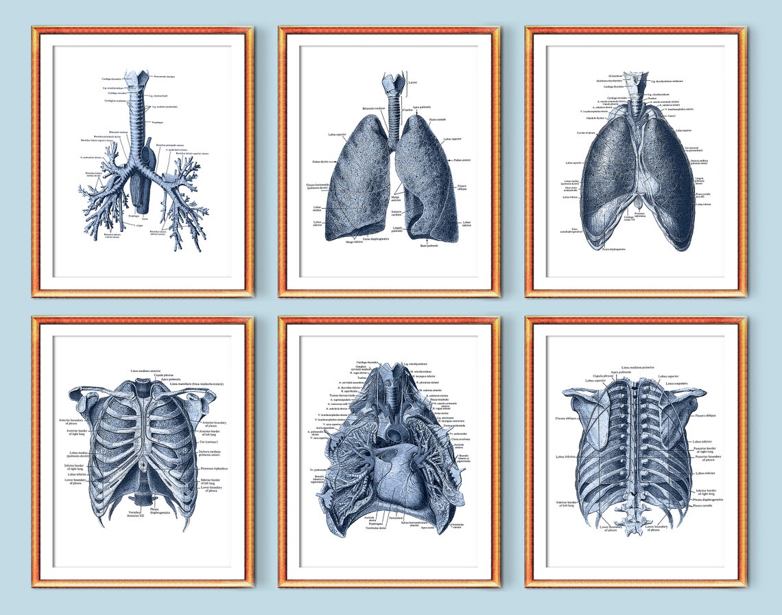 Lungs Anatomy Poster Set 6 Respiratory System Bronchial Tree - Etsy