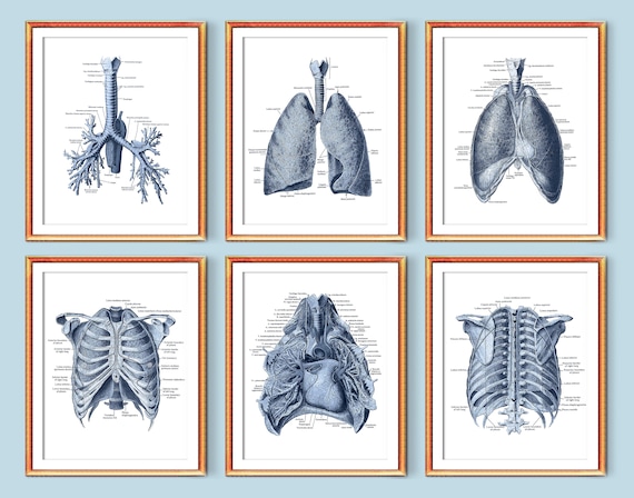Lungs Anatomy Poster Set 6 Respiratory System Bronchial Tree - Etsy