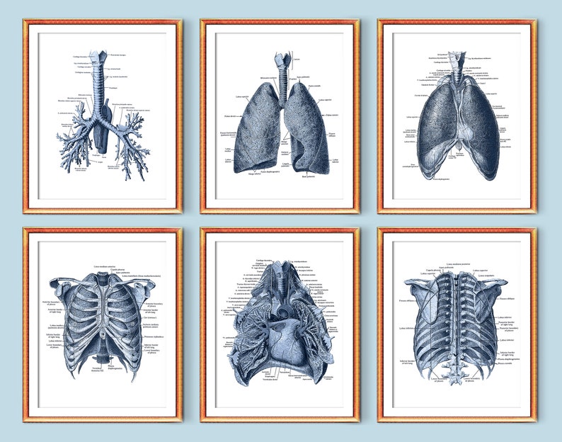 Lungs Anatomy Poster Set 6 Respiratory System Bronchial Tree - Etsy