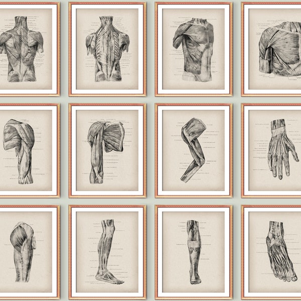 Vintage Anatomy - Etsy