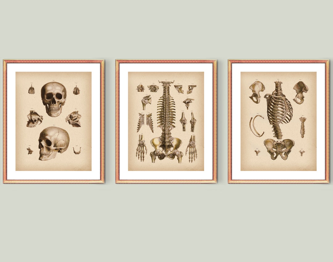 3 Skeleton Anatomy Vintage Art Skeletal Bones Art Chiropractor Gift ...