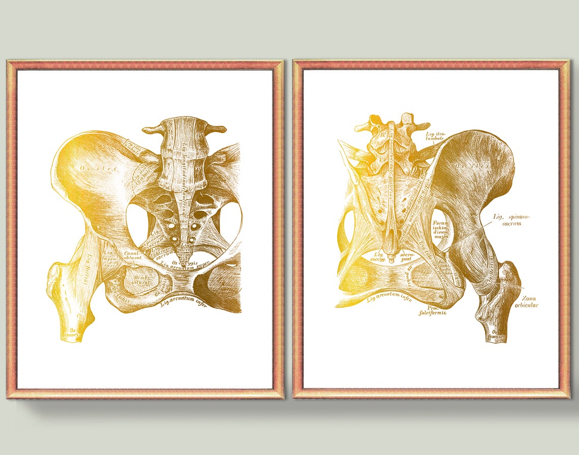Pelvis Bones Art Gold Anatomy Poster Skeletal Bones Art - Etsy