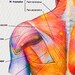 Musculoskeletal System Anatomy Poster Set Labeled Muscles Structure ...
