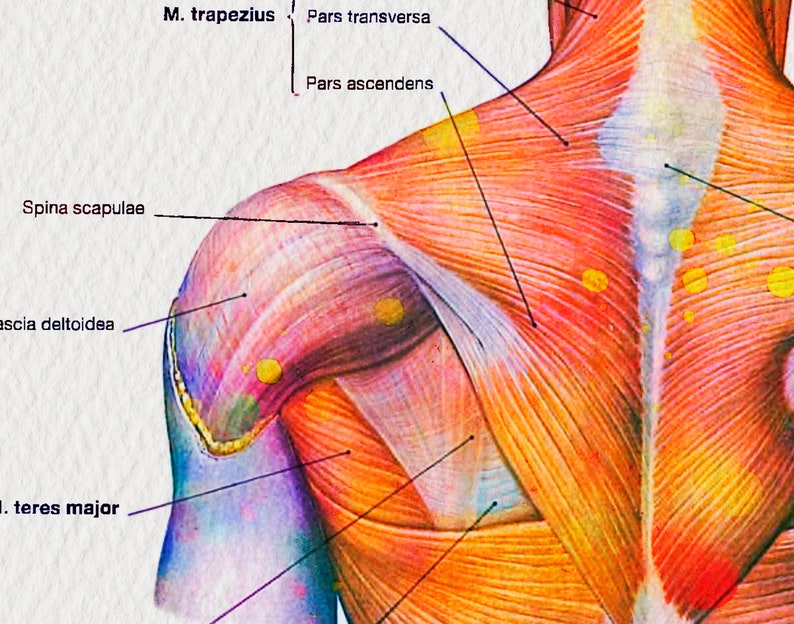 Musculoskeletal System Anatomy Poster Set Labeled Muscles Structure ...