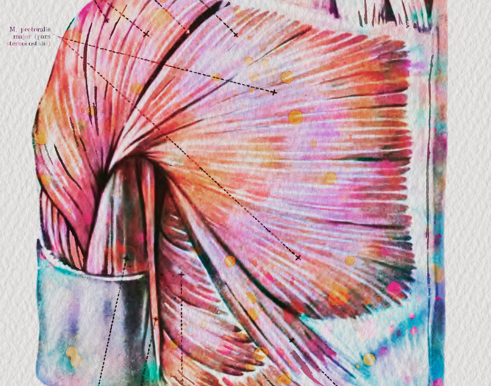 Human Body Muscles Diagram Labeled Muscular System Anatomy | Etsy