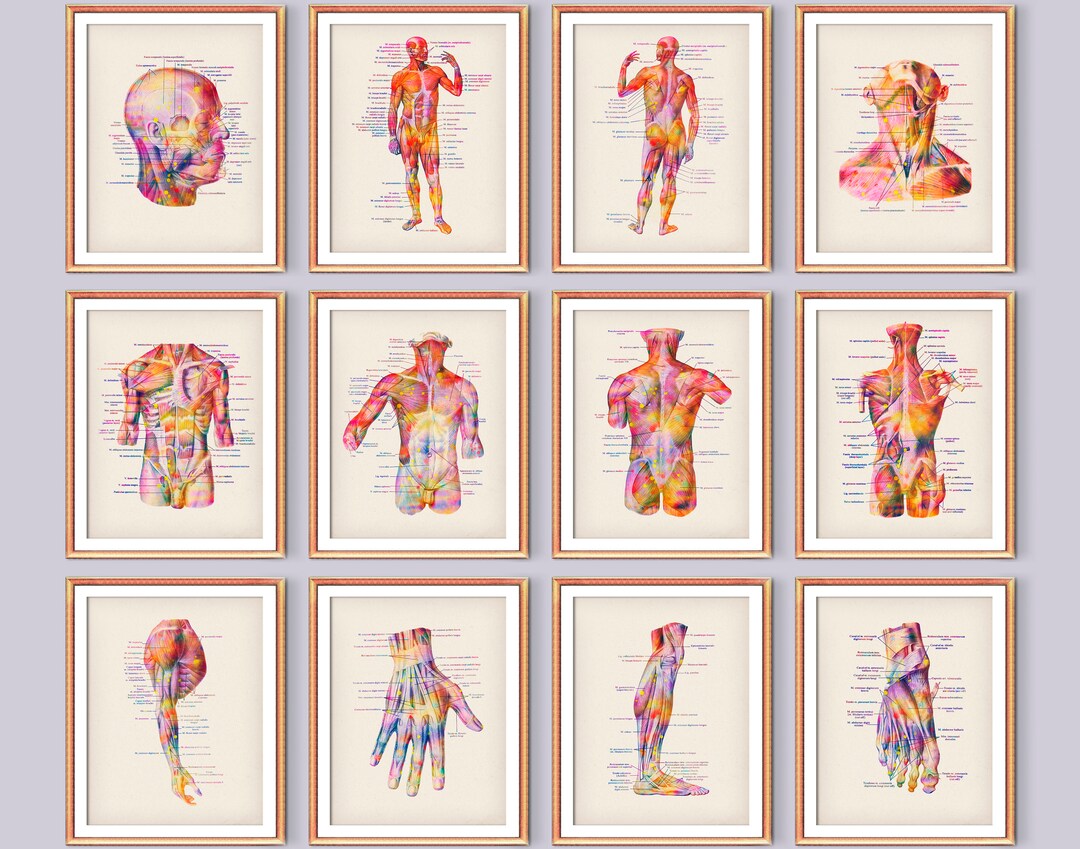 12 Anatomical Poster Vintage Anatomy Art Muscular System Structure ...
