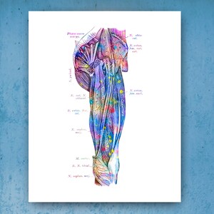 6 Anatomical Artwork, Foot Anatomy Poster, Podiatrist Gift, Foot ...